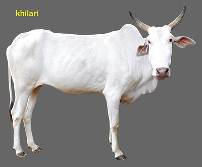 Native cow varieties of India - Biodiversity of India: A Wiki Resource ...