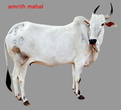 Native cow varieties of India - Biodiversity of India: A Wiki Resource ...