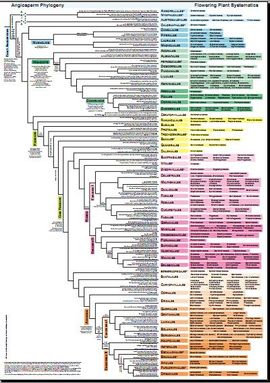 Embelia ribes - Biodiversity of India: A Wiki Resource for Indian ...