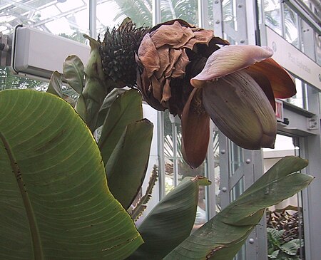 Ensete superbum - Biodiversity of India: A Wiki Resource for Indian ...