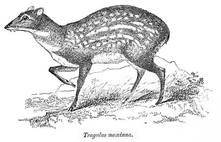 Moschiola meminna - Biodiversity of India: A Wiki Resource for Indian ...