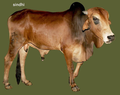 Native cow varieties of India - Biodiversity of India: A Wiki Resource ...