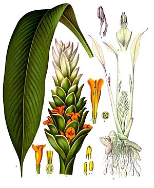 Curcuma longa - Biodiversity of India: A Wiki Resource for Indian ...