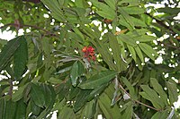 Saraca indica - Biodiversity of India: A Wiki Resource for Indian ...