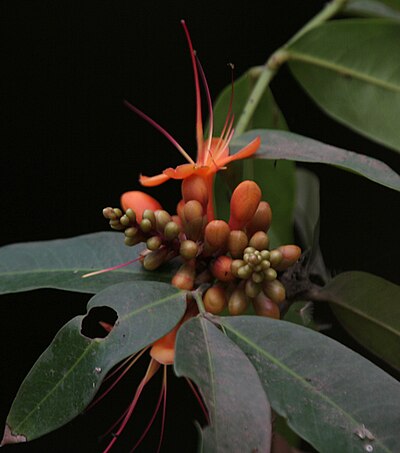 Saraca indica - Biodiversity of India: A Wiki Resource for Indian ...