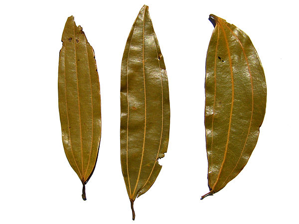 Cinnamomum tamala - Biodiversity of India: A Wiki Resource for Indian ...