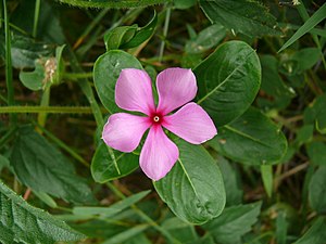 Catharanthus roseus - Biodiversity of India: A Wiki Resource for Indian ...