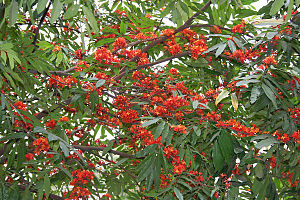 Saraca indica - Biodiversity of India: A Wiki Resource for Indian ...