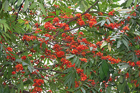 Saraca indica - Biodiversity of India: A Wiki Resource for Indian ...
