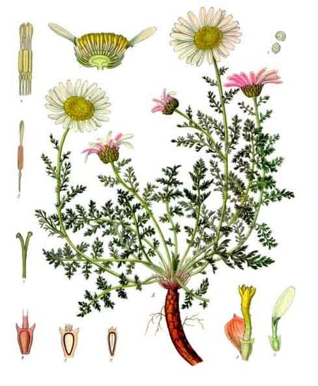 Anacyclus pyrethrum - Biodiversity of India: A Wiki Resource for Indian ...