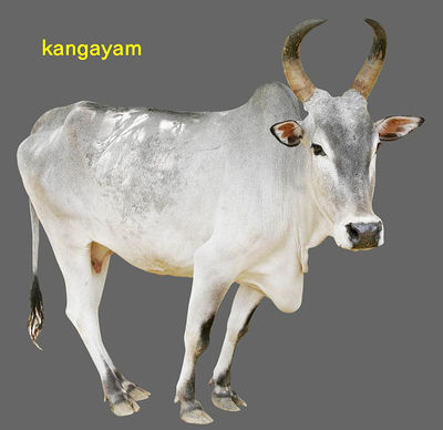 Native cow varieties of India - Biodiversity of India: A Wiki Resource ...