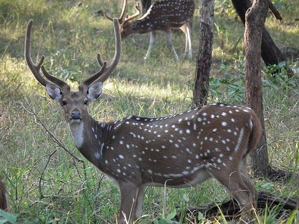 Axis axis - Biodiversity of India: A Wiki Resource for Indian Biodiversity