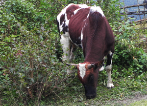 Native cow varieties of India - Biodiversity of India: A Wiki Resource ...