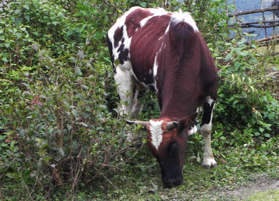 Native cow varieties of India - Biodiversity of India: A Wiki Resource ...