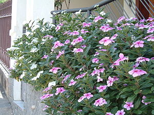 Catharanthus roseus - Biodiversity of India: A Wiki Resource for Indian ...