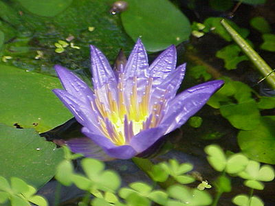 Nymphaea stellata - Biodiversity of India: A Wiki Resource for Indian ...
