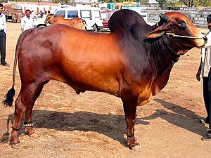 Native cow varieties of India - Biodiversity of India: A Wiki Resource ...