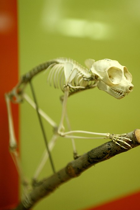 Loris tardigradus - Biodiversity of India: A Wiki Resource for Indian ...