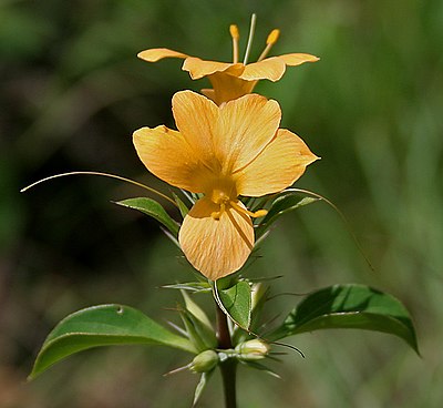 Barleria prionitis - Biodiversity of India: A Wiki Resource for Indian ...