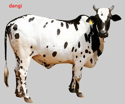 Native cow varieties of India - Biodiversity of India: A Wiki Resource ...