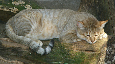 Felis silvestris - Biodiversity of India: A Wiki Resource for Indian ...