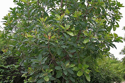 Madhuca longifolia - Biodiversity of India: A Wiki Resource for Indian ...