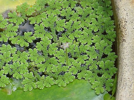Azolla pinnata - Biodiversity of India: A Wiki Resource for Indian ...