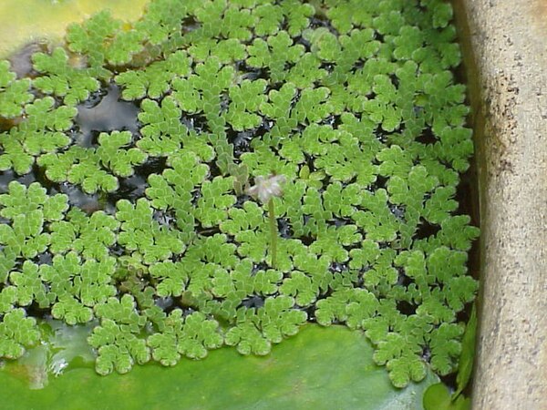 Azolla pinnata - Biodiversity of India: A Wiki Resource for Indian ...