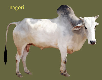 Native cow varieties of India - Biodiversity of India: A Wiki Resource ...