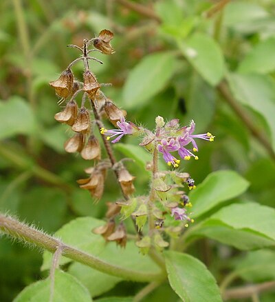 Ocimum tenuiflorum - Biodiversity of India: A Wiki Resource for Indian ...