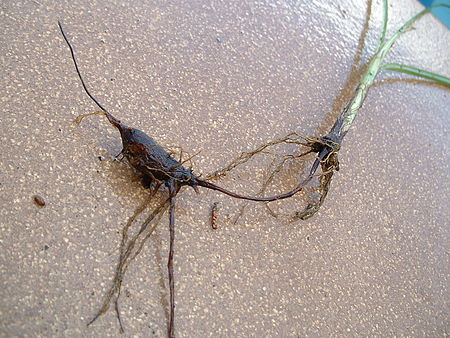 Cyperus rotundus - Biodiversity of India: A Wiki Resource for Indian ...