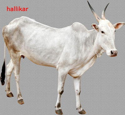 Native cow varieties of India - Biodiversity of India: A Wiki Resource ...