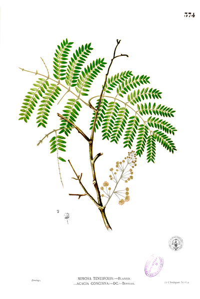Acacia concinna - Biodiversity of India: A Wiki Resource for Indian ...