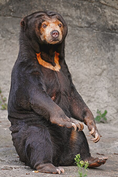 Helarctos malayanus - Biodiversity of India: A Wiki Resource for Indian ...