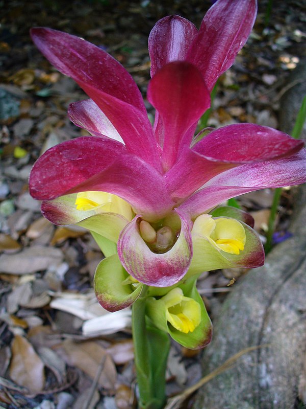 Curcuma zedoaria - Biodiversity of India: A Wiki Resource for Indian ...