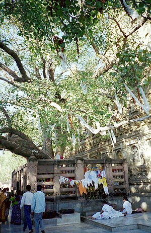 Gautam Buddha and the Bodhi Tree - Biodiversity of India: A Wiki ...