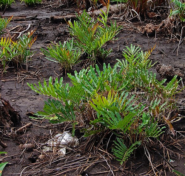 Acrostichum aureum - Biodiversity of India: A Wiki Resource for Indian ...
