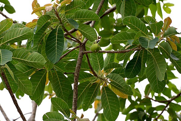 Madhuca longifolia - Biodiversity of India: A Wiki Resource for Indian ...