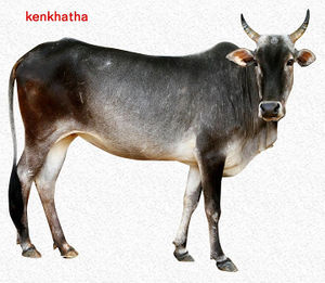 Native cow varieties of India - Biodiversity of India: A Wiki Resource ...