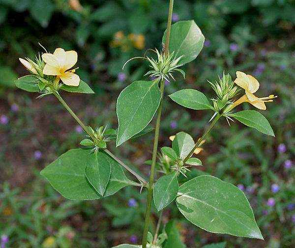 Barleria prionitis - Biodiversity of India: A Wiki Resource for Indian ...