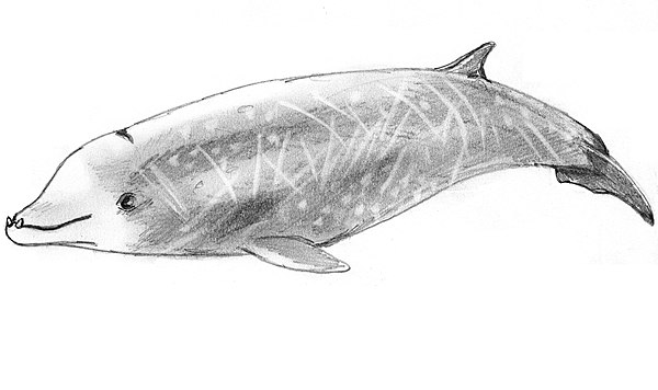 Ziphius cavirostris - Biodiversity of India: A Wiki Resource for Indian ...