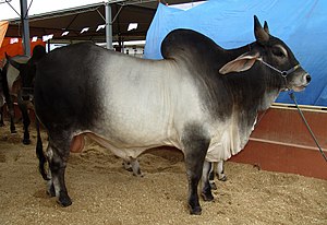 Native cow varieties of India - Biodiversity of India: A Wiki Resource ...
