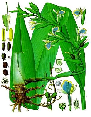 Elettaria cardamomum - Biodiversity of India: A Wiki Resource for ...