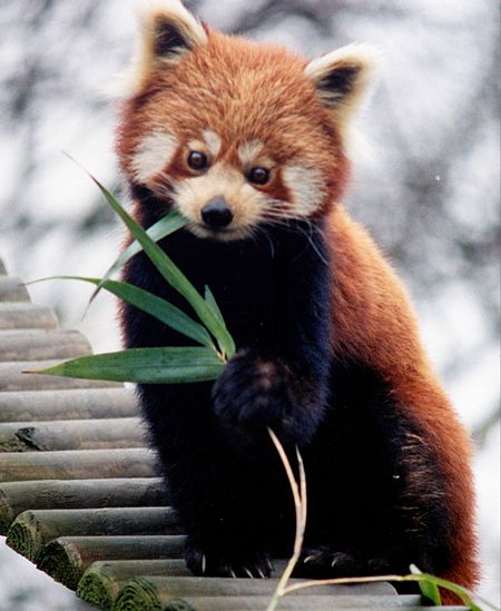 Ailurus fulgens - Biodiversity of India: A Wiki Resource for Indian ...